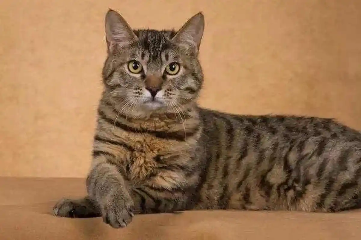 Chinese Li Hua Cat: Complete Breed Guide, Care Tips & Why It’s China’s National Treasure ...